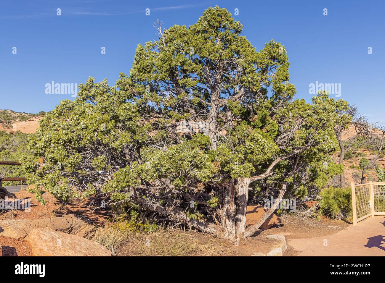 Utah juniper tree with fresh blueish cones, at the Fruita Canyon View ...