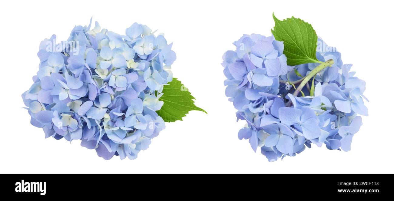 Blue Hydrangea flower isolated on white background Stock Photo - Alamy