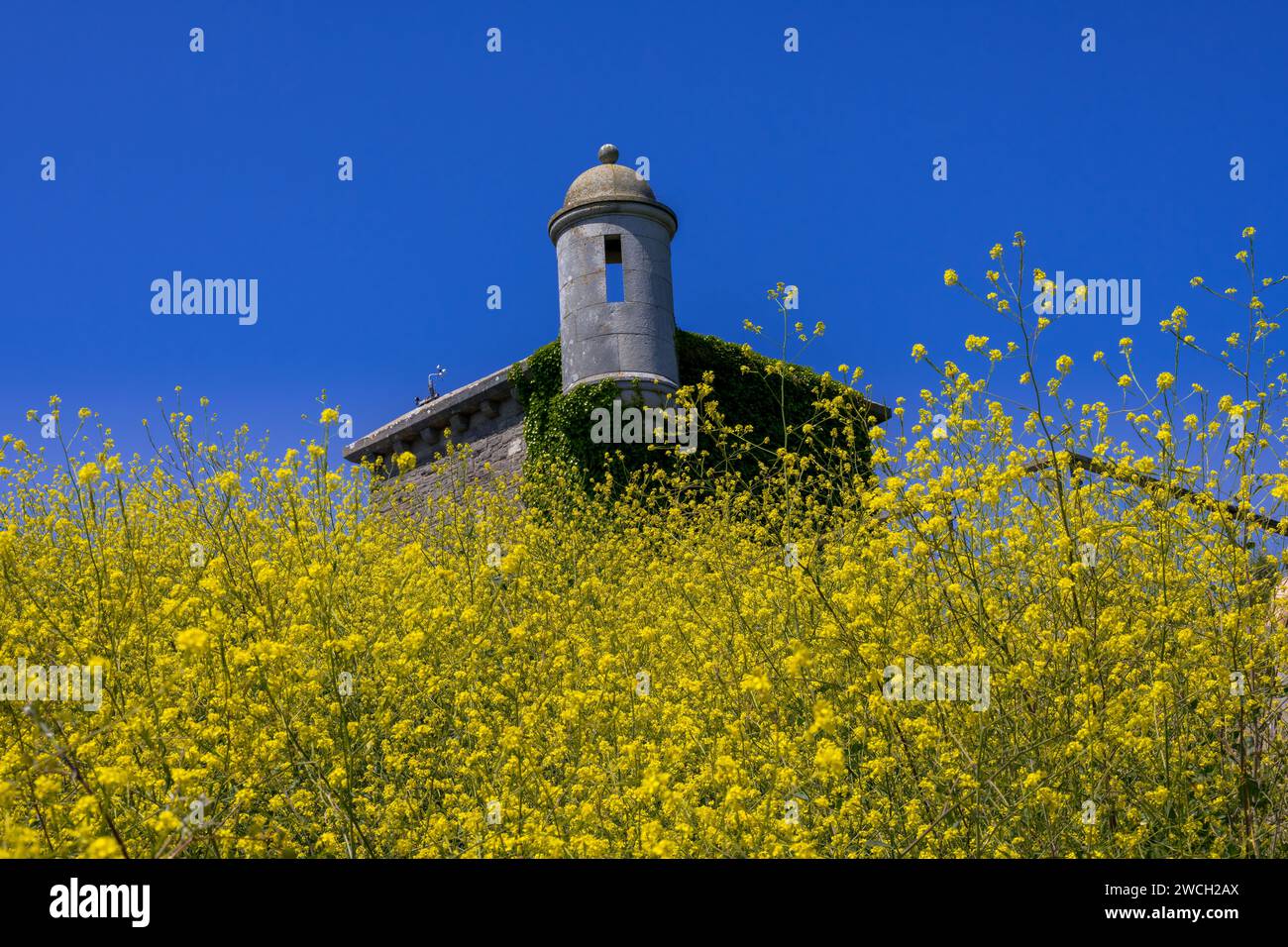 Durlston Country Park, Dorset UK Stock Photo - Alamy