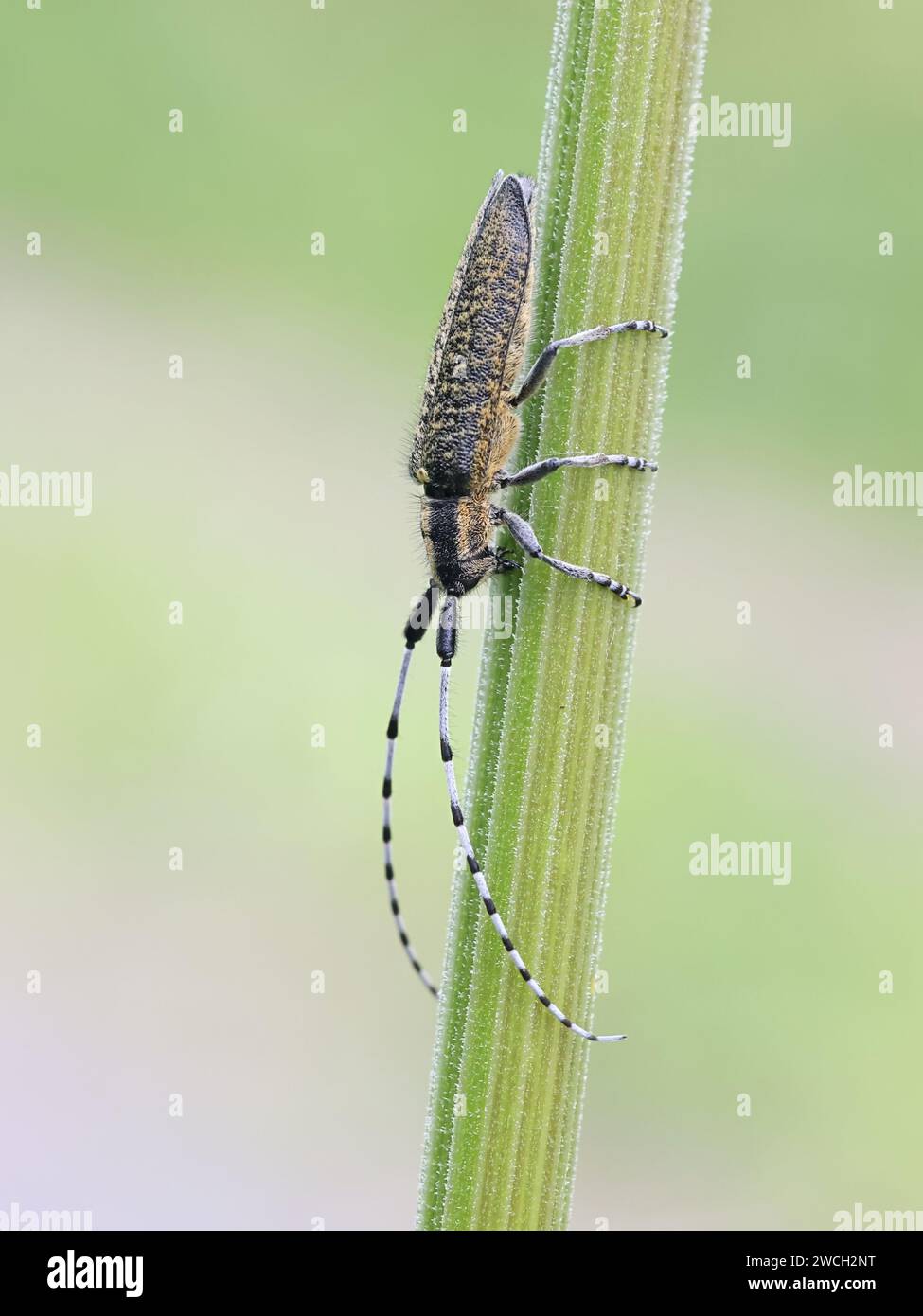 Agapanthia villosoviridescens, known as the golden-bloomed grey ...