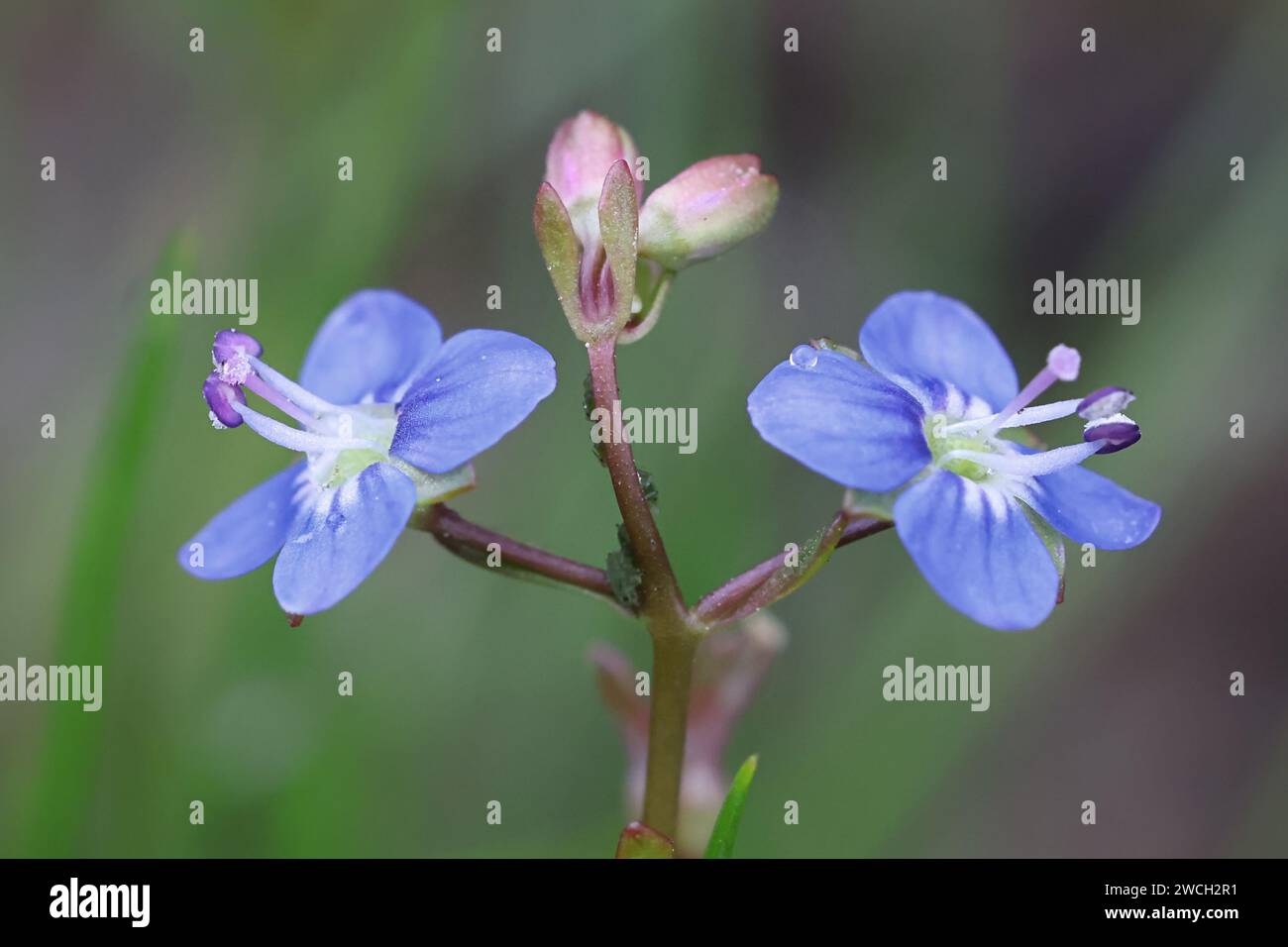 Veronica beccabunga, known as the European speedwell or brooklime, wild ...