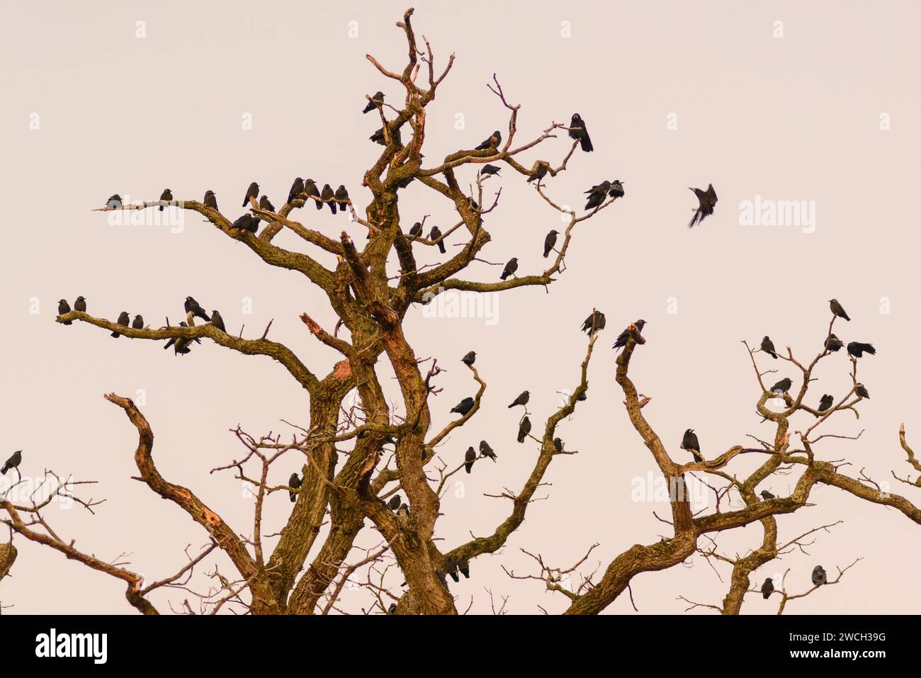 Crows in treetop hi-res stock photography and images - Alamy