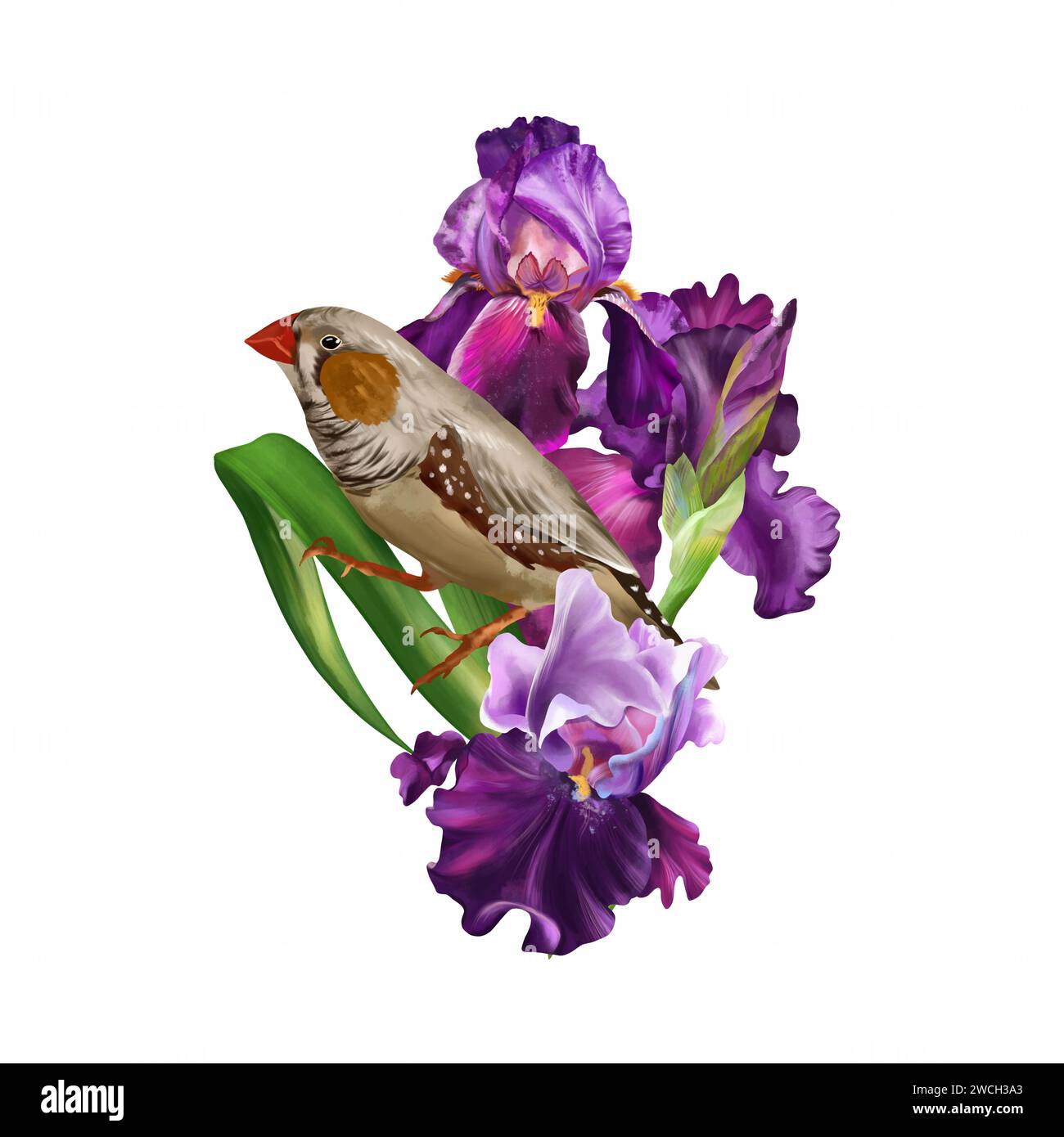 Iris flowers and bird, Amadine. Graphic illustration isolated on white ...