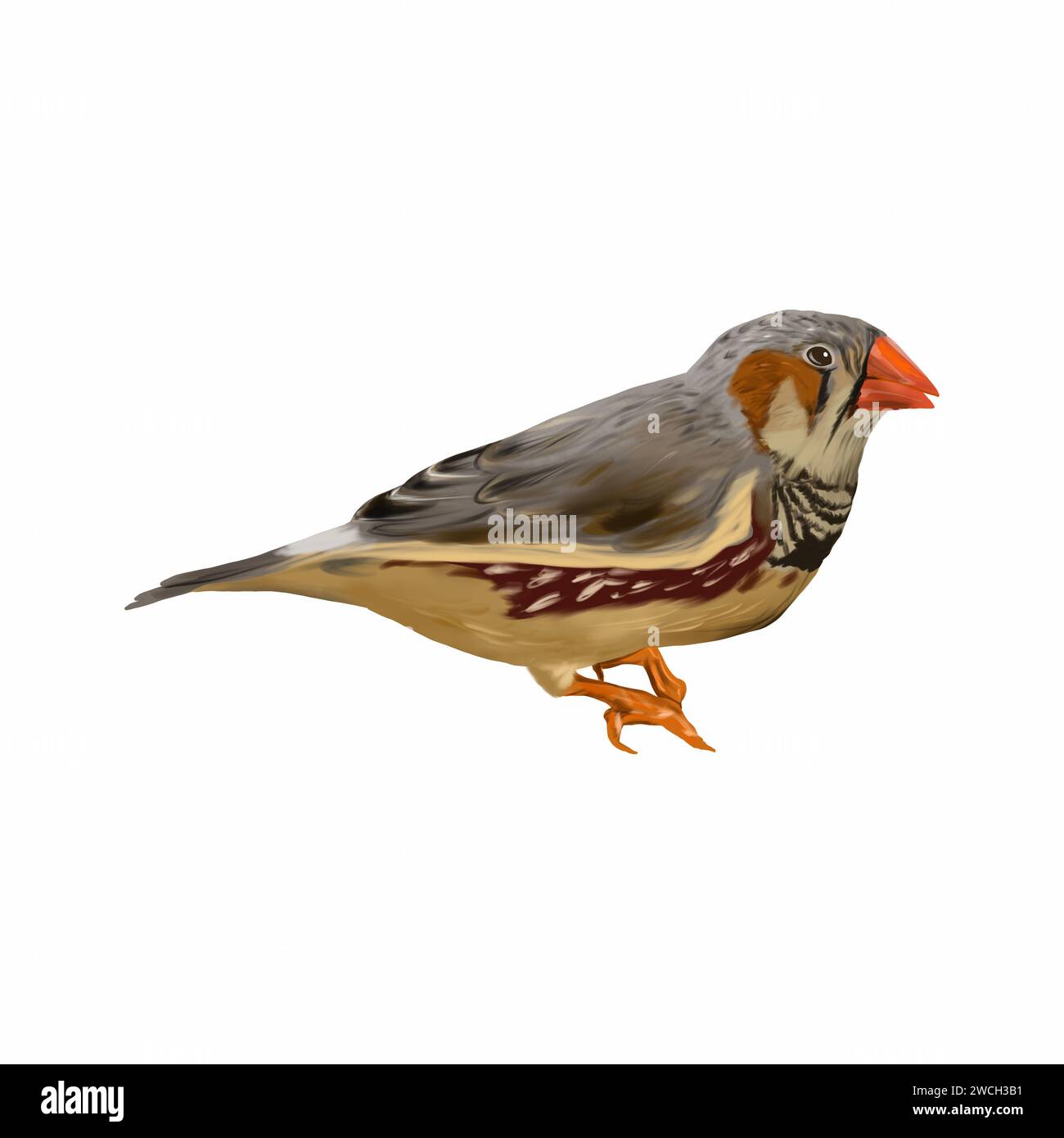 Bird, Amadin. Graphic illustration isolated on white background. Design ...