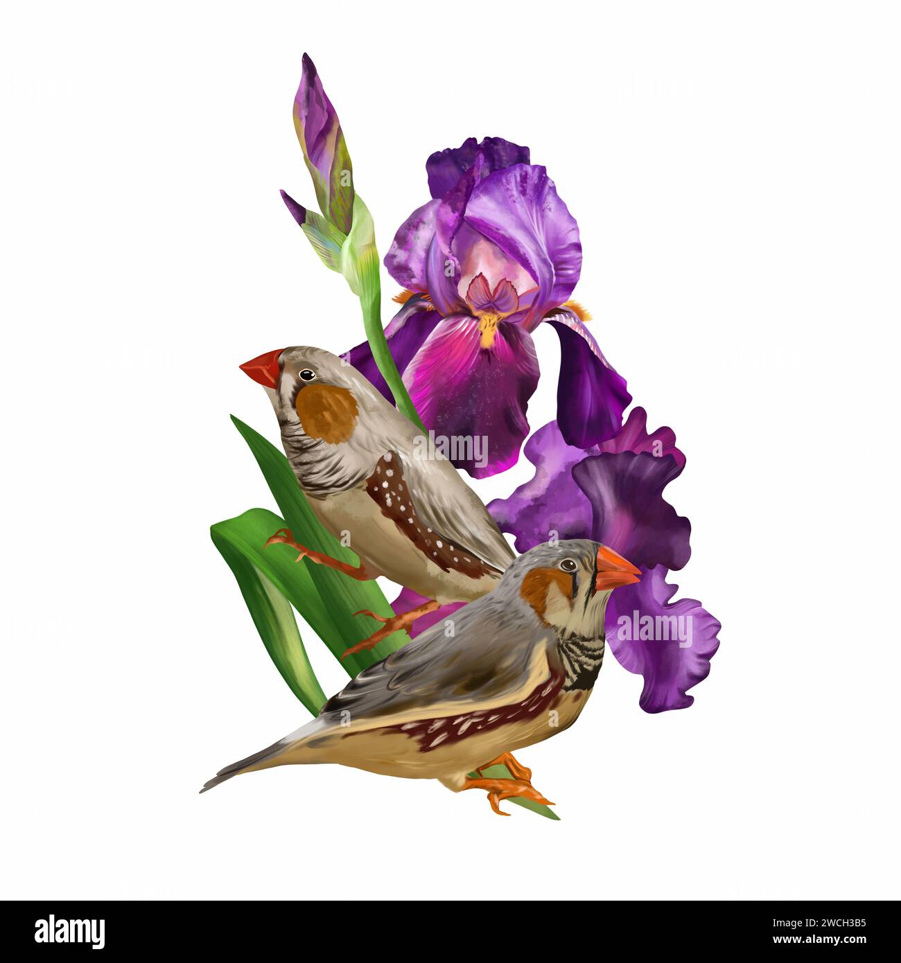 Iris flowers and birds. Graphic illustration isolated on white ...