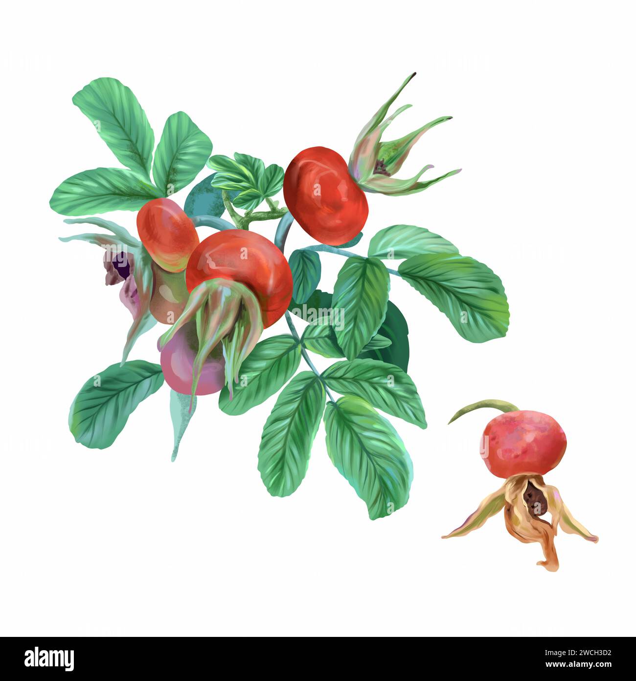 Rosehip, berries and twig. Botanical illustration isolated on white ...