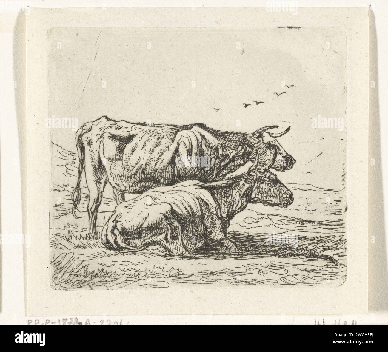 Two cows, Ernst Willem Jan Bagelaar, After Aelbert Cuyp, 1814 print ...