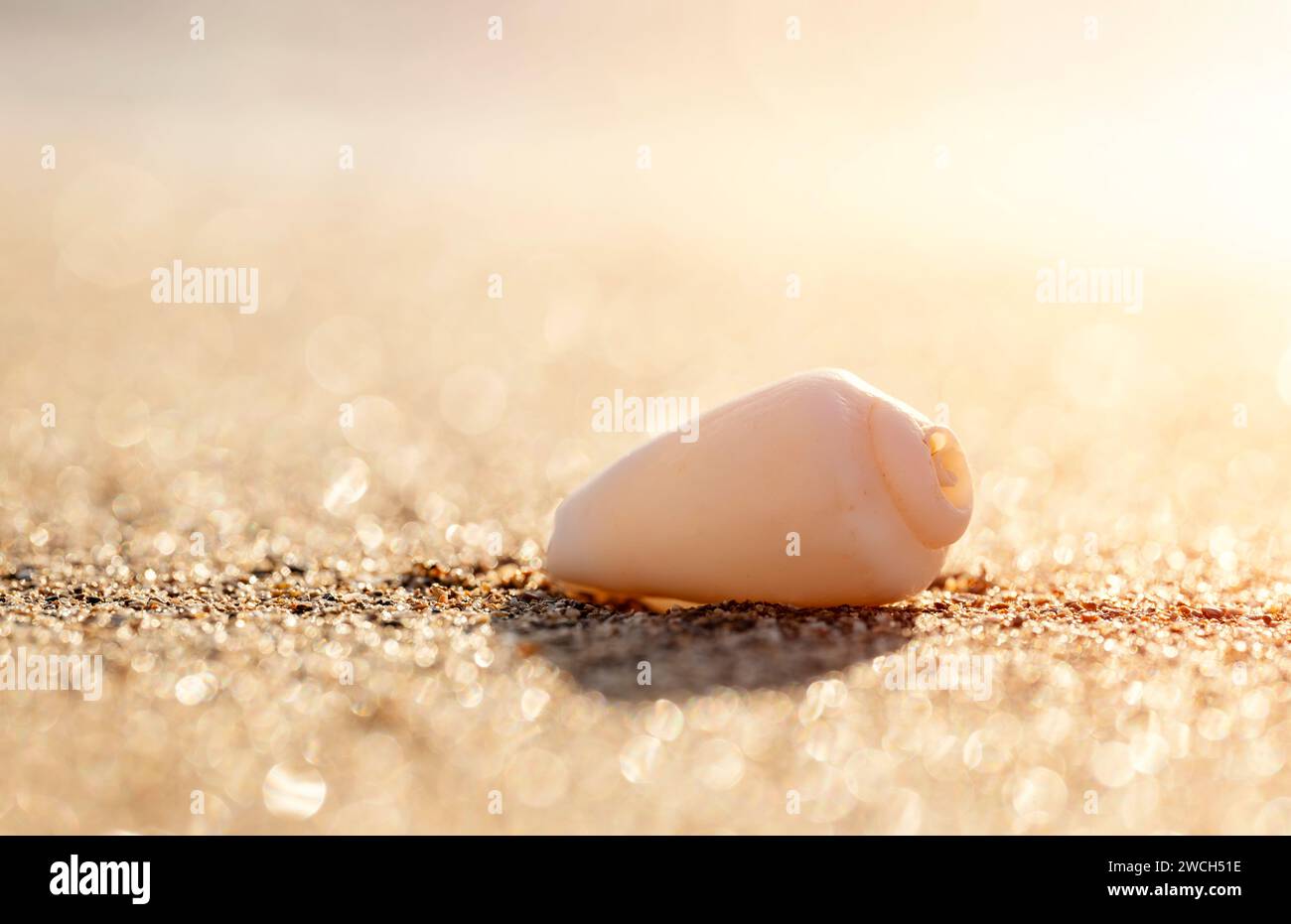 Big seashell on the sand on the beach in the back-light of sunset ...