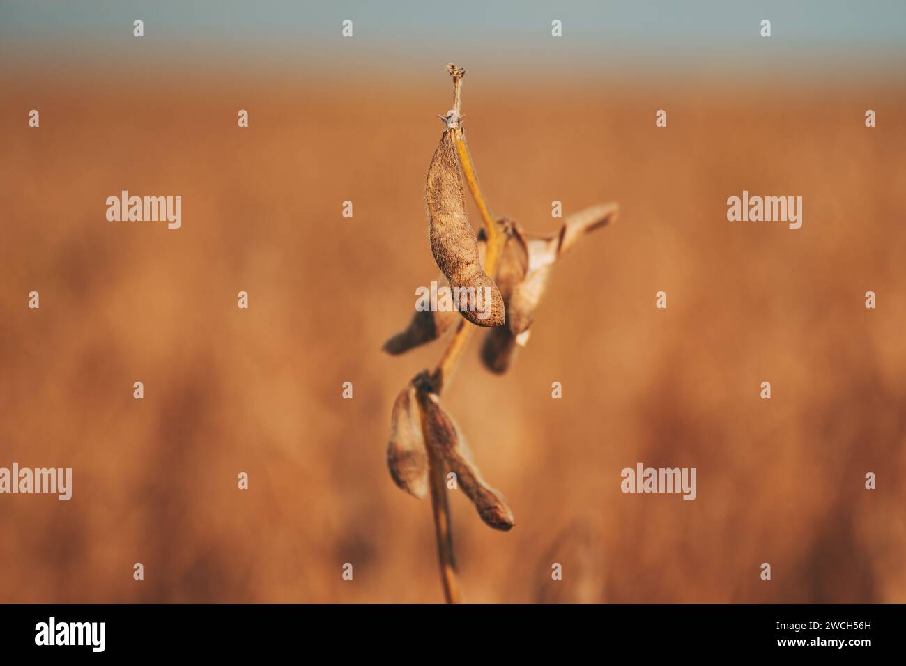 Soybean growth, ripe pods of Glycine max crops ready for harvest on a ...