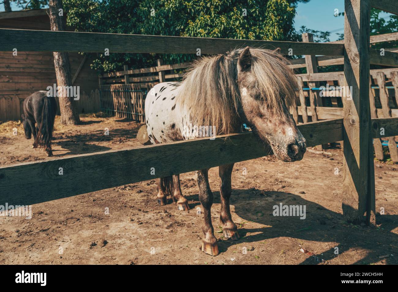 Cute spotted shetland pony horse sticking his head out of the paddock ...