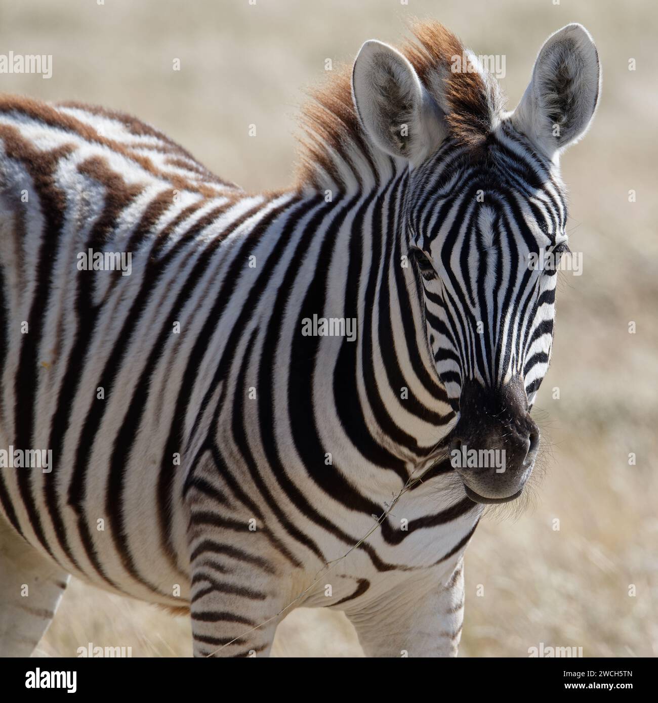 A very beautiful baby zebra is staring at the camera. Its muzzle is ...