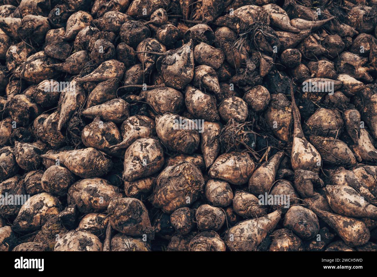 Dirty sugar beet root crops piled after harvest and left to dry before ...