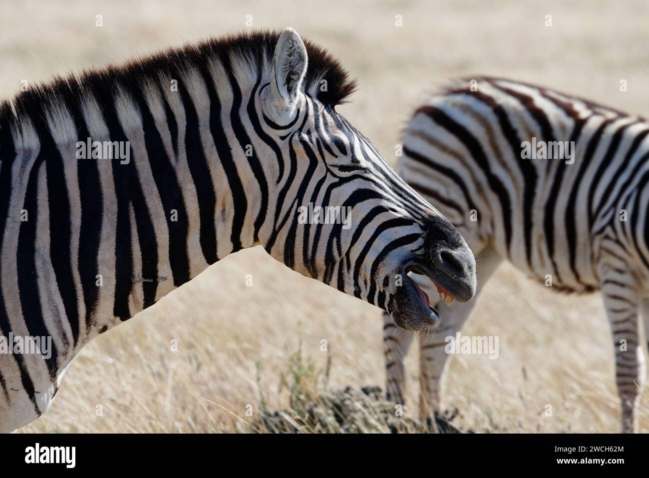 A zebra looks like it is laughing. It is braying. It has its eyes ...