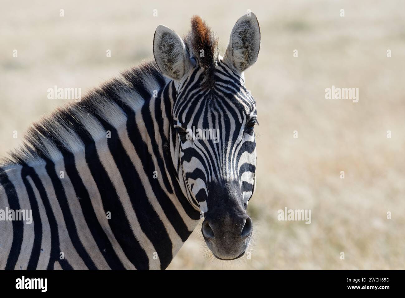 Zebra ears forward hi-res stock photography and images - Alamy