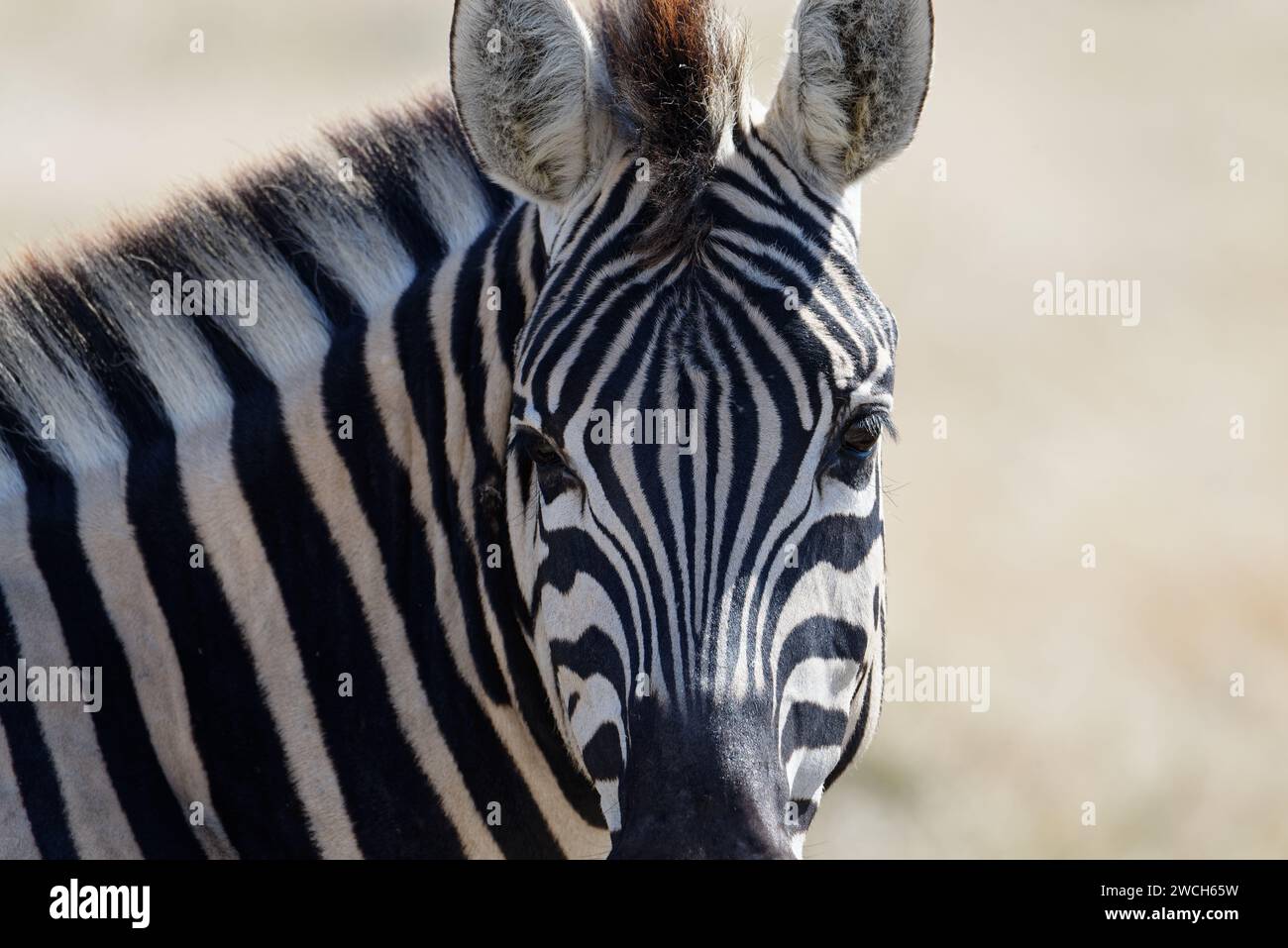 A very beautiful zebra face. Its stripes mirror each other from a ...