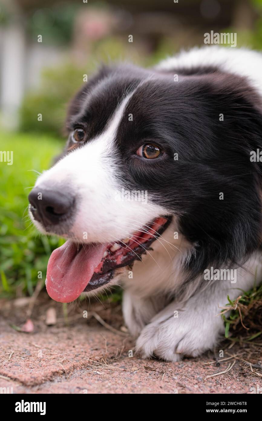 Border Collie puppy. Portrait of a dog resting on the grass in the park ...
