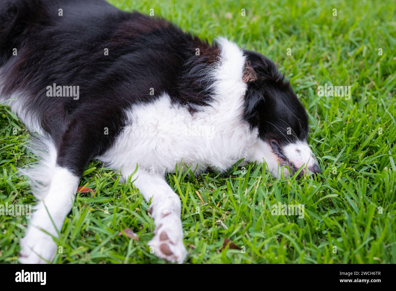 Border Collie puppy. Portrait of a dog resting on the grass in the park ...