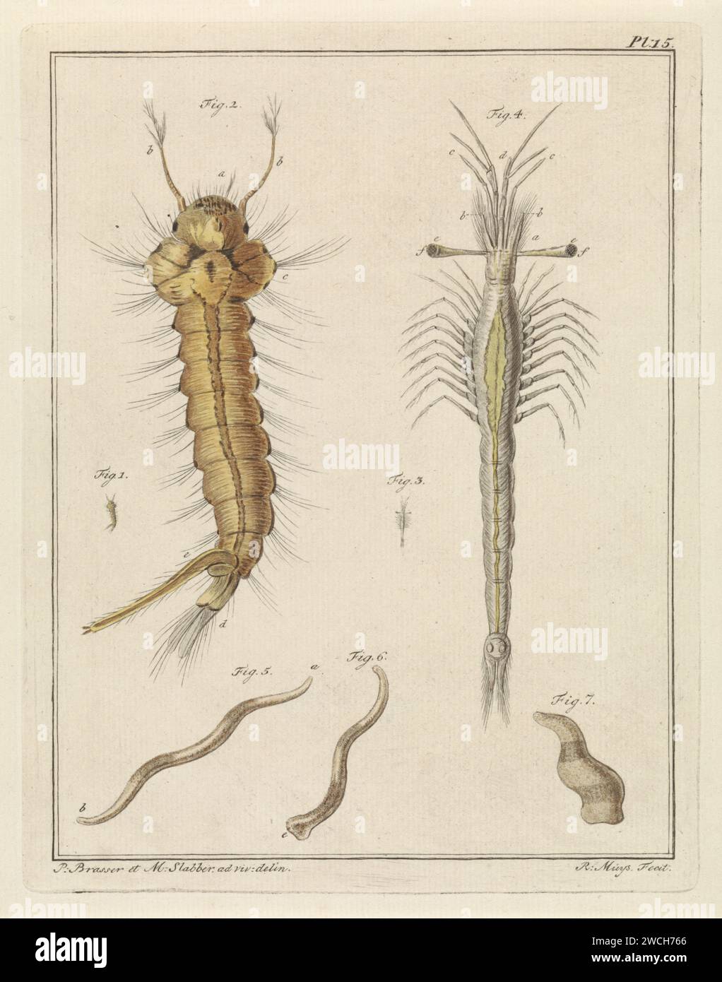 Stitch, Slabers trumpet eye and one worm, Robbert Muys, After P.M ...