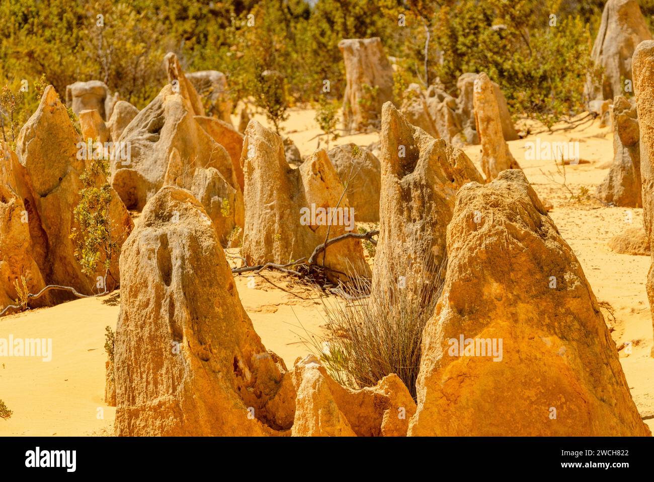 The limestone formations in the Pinnacles Desert. Western Australia ...