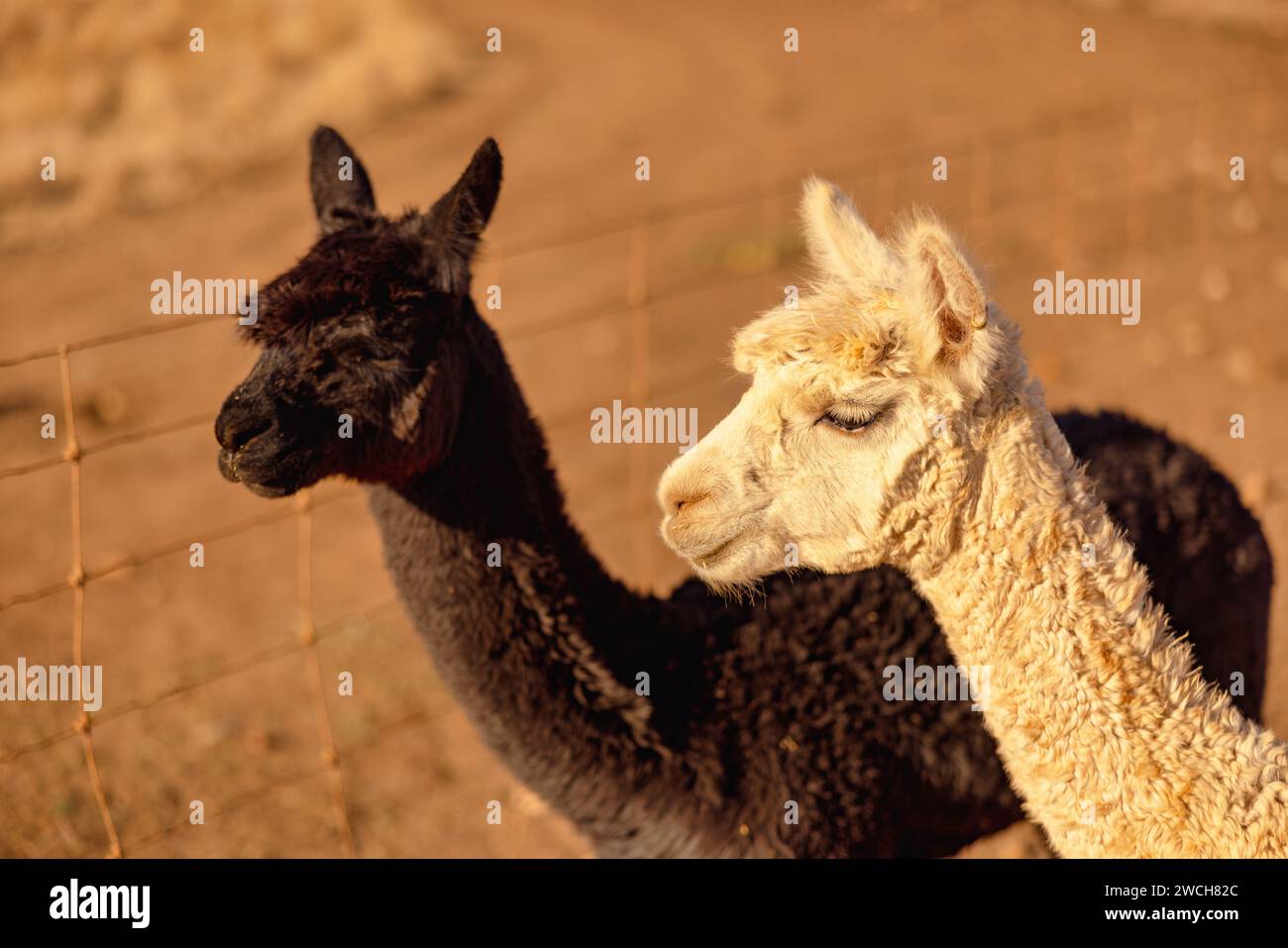 The two alpacas in the enclosure Stock Photo - Alamy