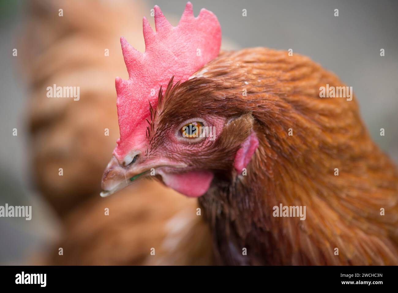 A close-up photo of the head of a rescue chicken Stock Photo - Alamy