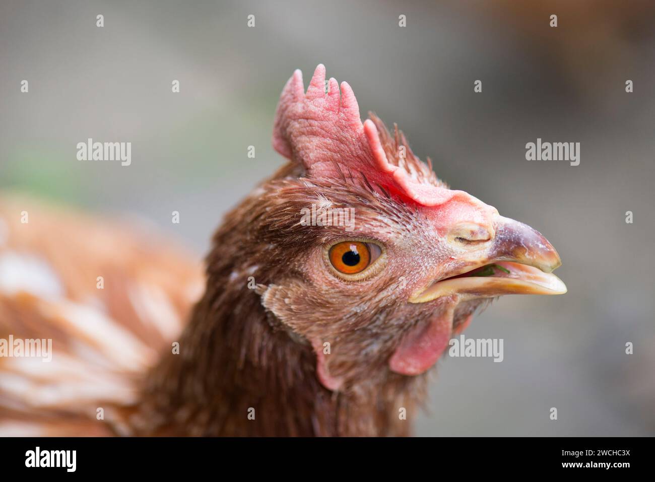 A close-up photo of the head of a rescue chicken with it's beak open ...