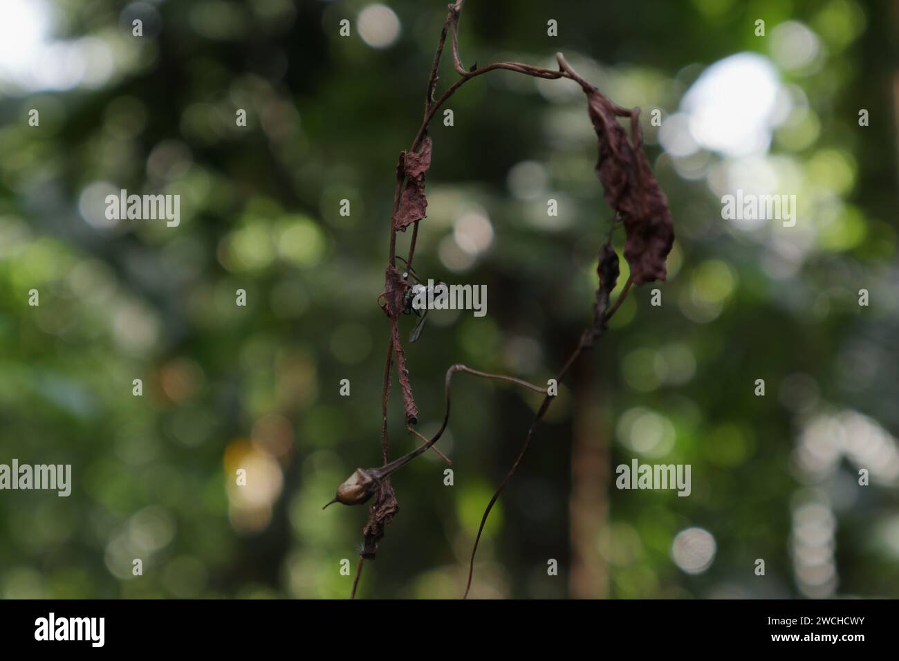 View of a black ant with wings cleaning its face with its hands. This ...