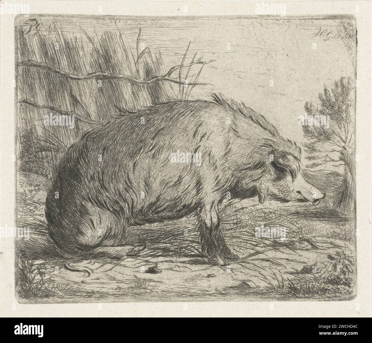 Sitting wild boar, Jacobus Cornelis Gaal, after Pieter Gaal, 1851 print ...