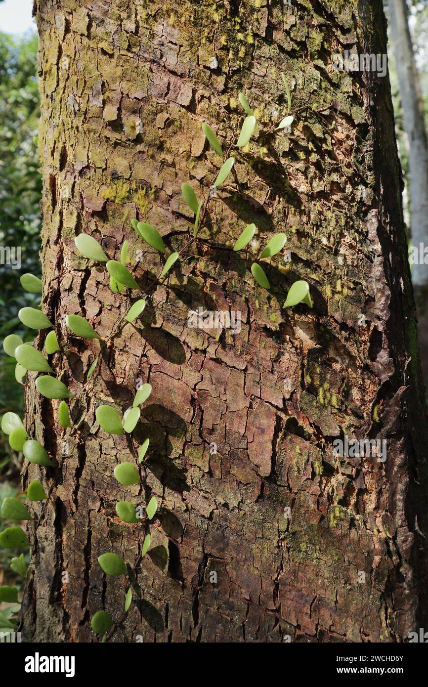 Vertical view of a milk harvested portion of a rubber trunk which is ...