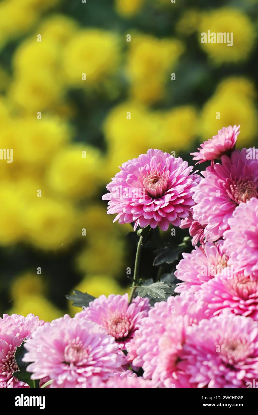 beautiful and colorful chrysanthemum flowers are blooming in the garden ...