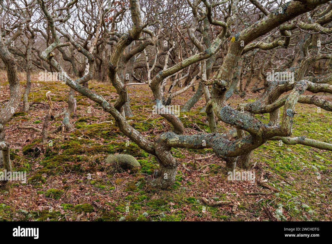 gnarled oak trees in the nature reserve de Manteling near Domburg on ...