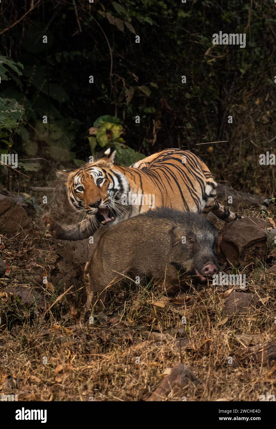 Tigress surprises the wild boar INDIA ACTiON-PACKED images show a ...