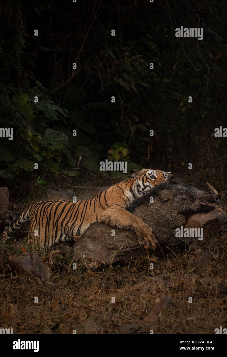 Tigress gets hold on the boar INDIA ACTiON-PACKED images show a tigress ...