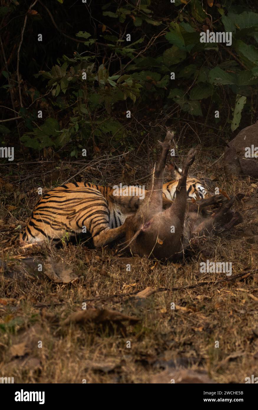Tigress gets its lunch INDIA ACTiON-PACKED images show a tigress ...