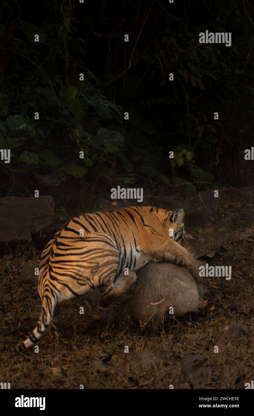 Action-packed hunt sequence INDIA ACTiON-PACKED images show a tigress ...