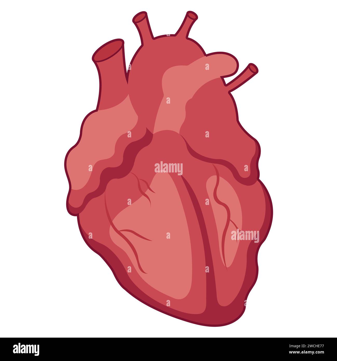 Human Heart Outline flat Illustration Stock Photo - Alamy
