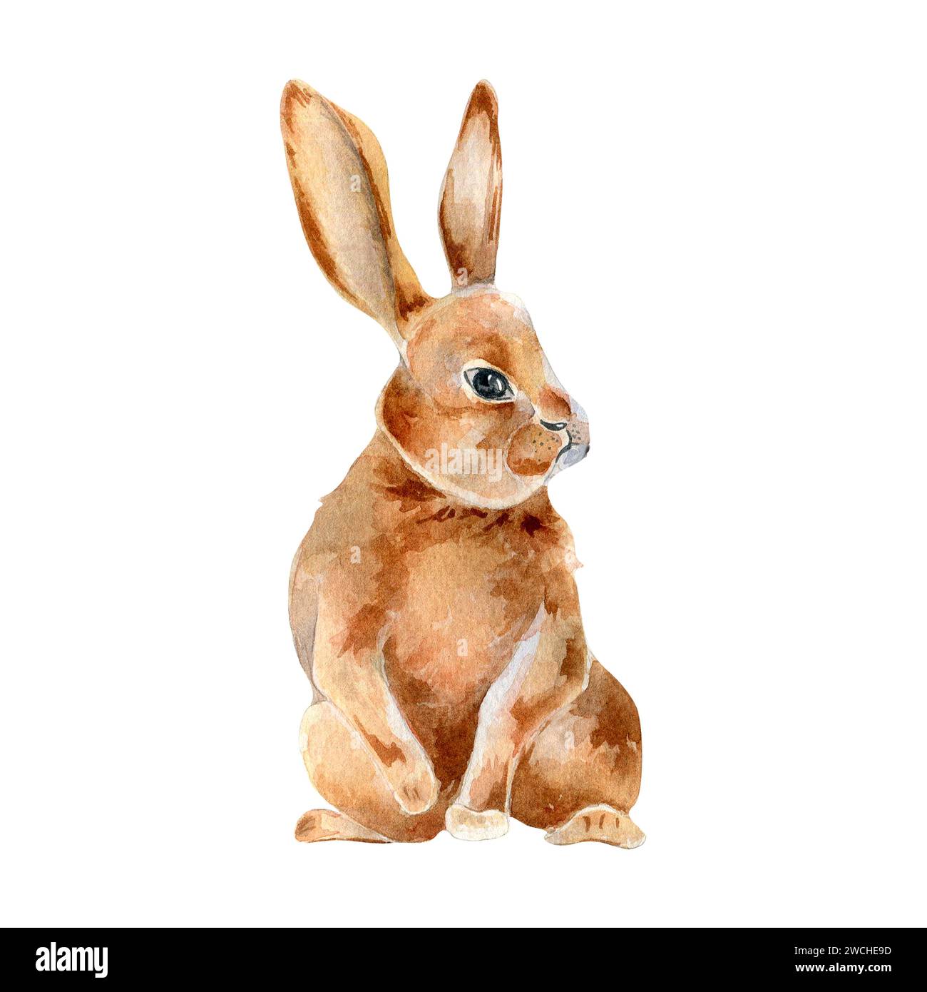 Easter hare watercolor illustration isolated on white background. Red ...