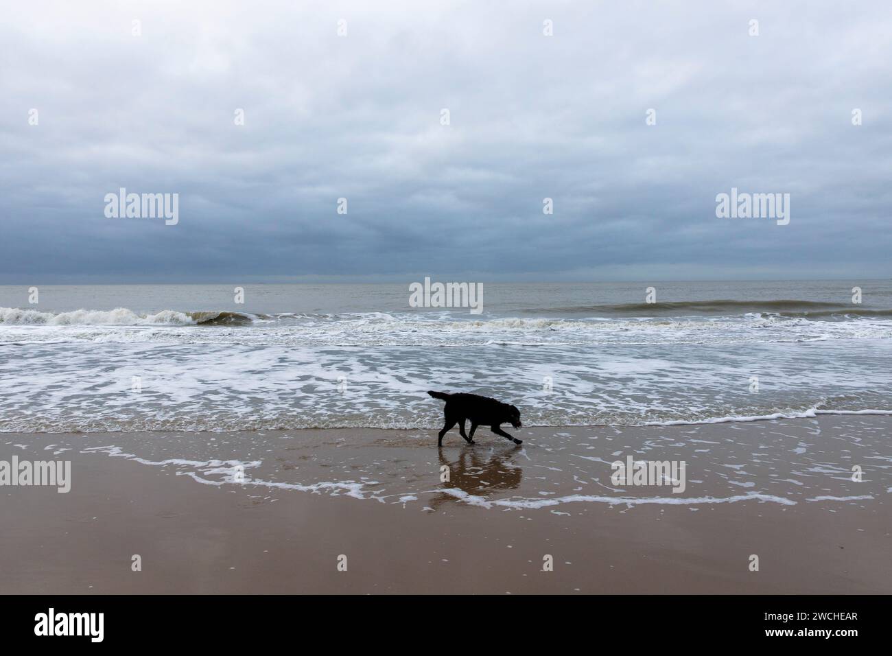 black dog on the beach in Oostkapelle on Walcheren, Zeeland ...