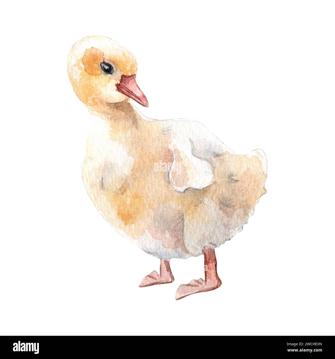 Watercolor cute goose chick. Fluffy white bird illustration isolated on ...