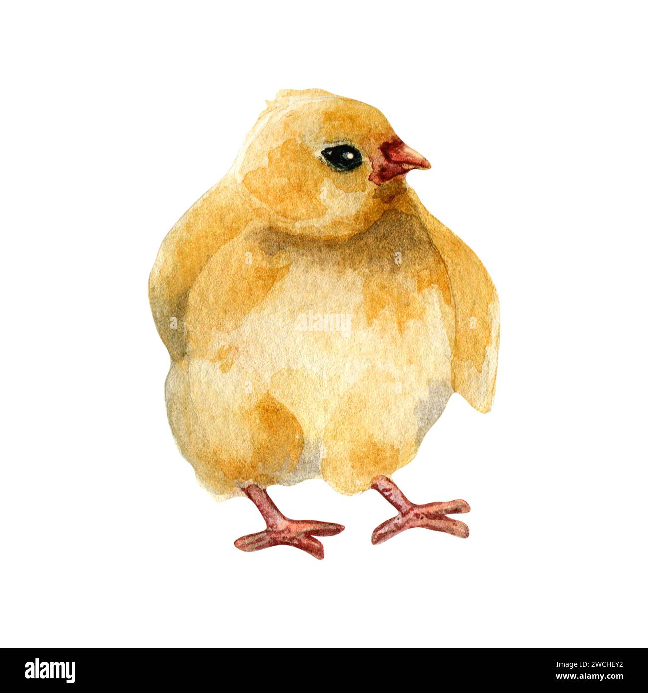 Vintage hand drawn chickens hi-res stock photography and images - Alamy