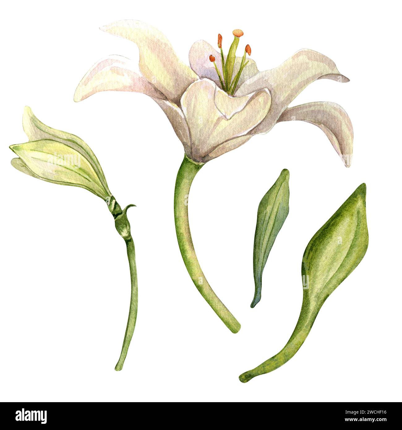 Watercolor white flowers isolated on white background. Easter floral botanical Illustration hand ...