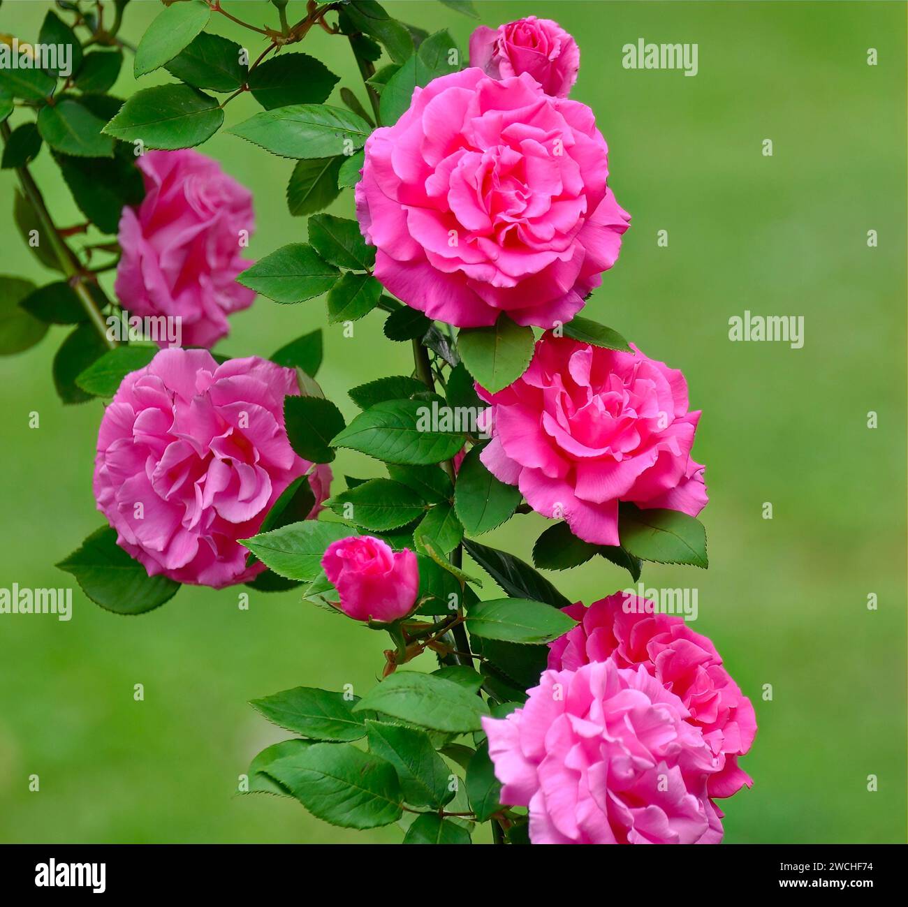 A beautiful branch with vibrant pink Zephirine Drouhin, Bourbon Roses ...