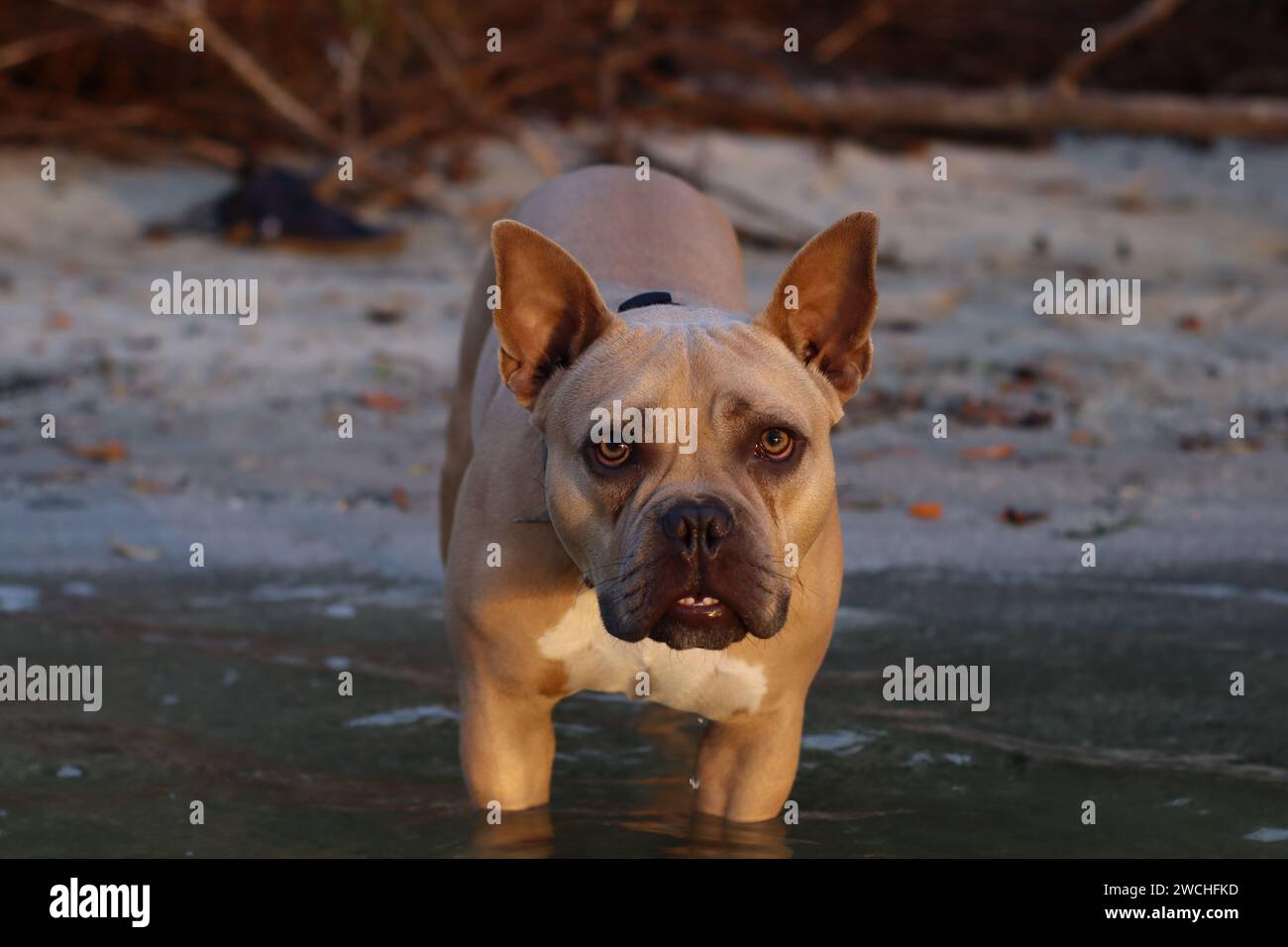 Micro bully hi-res stock photography and images - Alamy