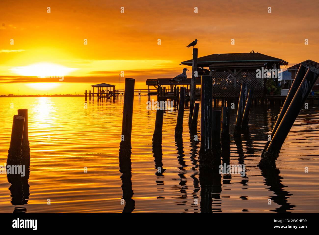 Pylons and wildlife hi-res stock photography and images - Alamy