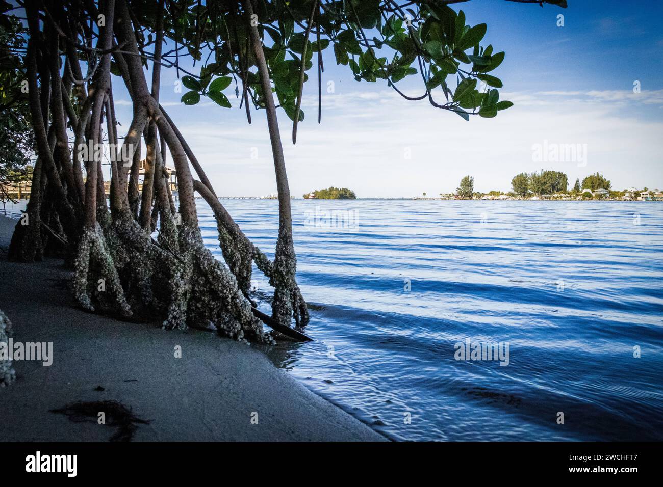 Mangroves overlooking the river Stock Photo - Alamy