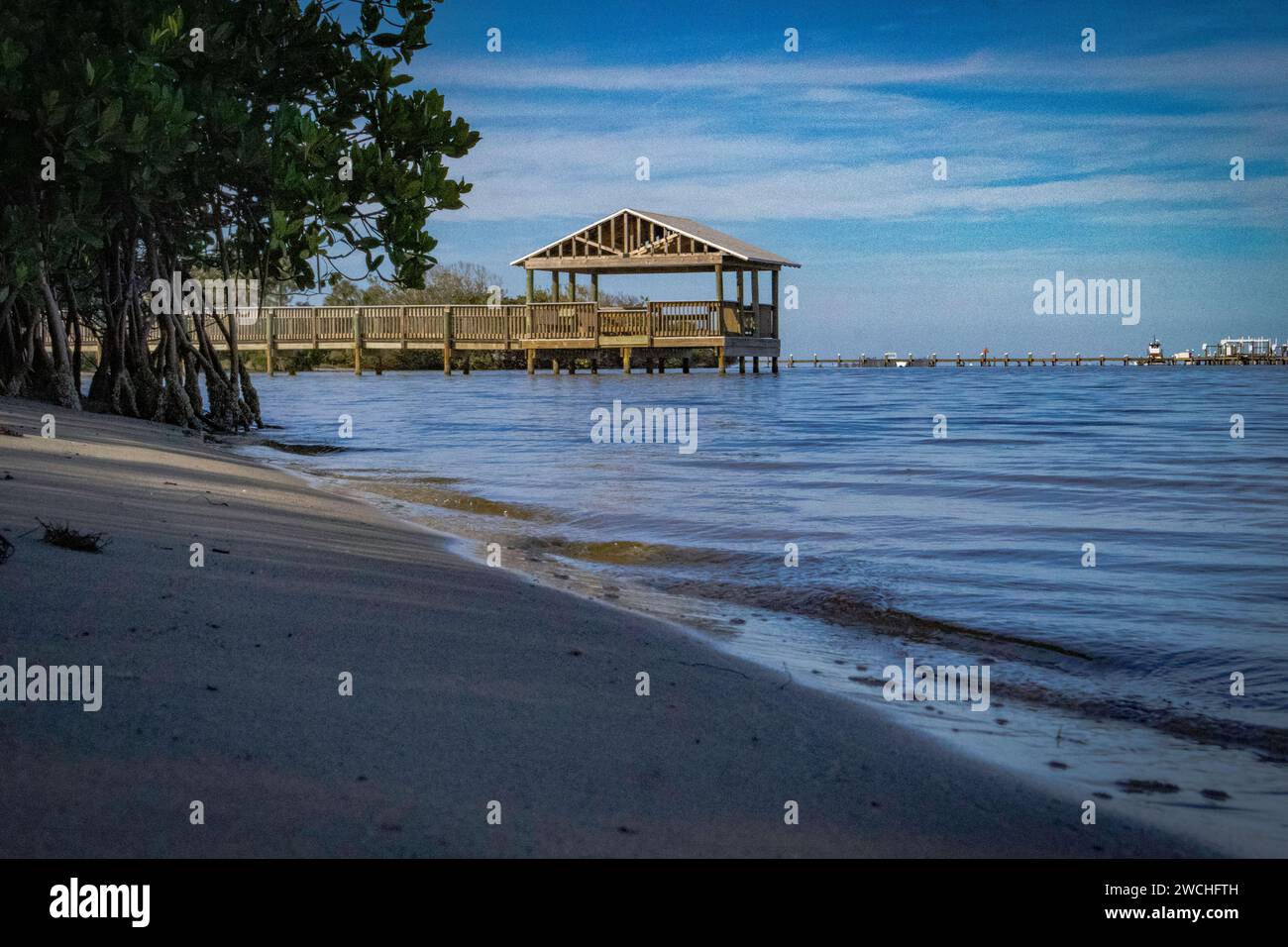 Mangroves overlooking the river Stock Photo - Alamy
