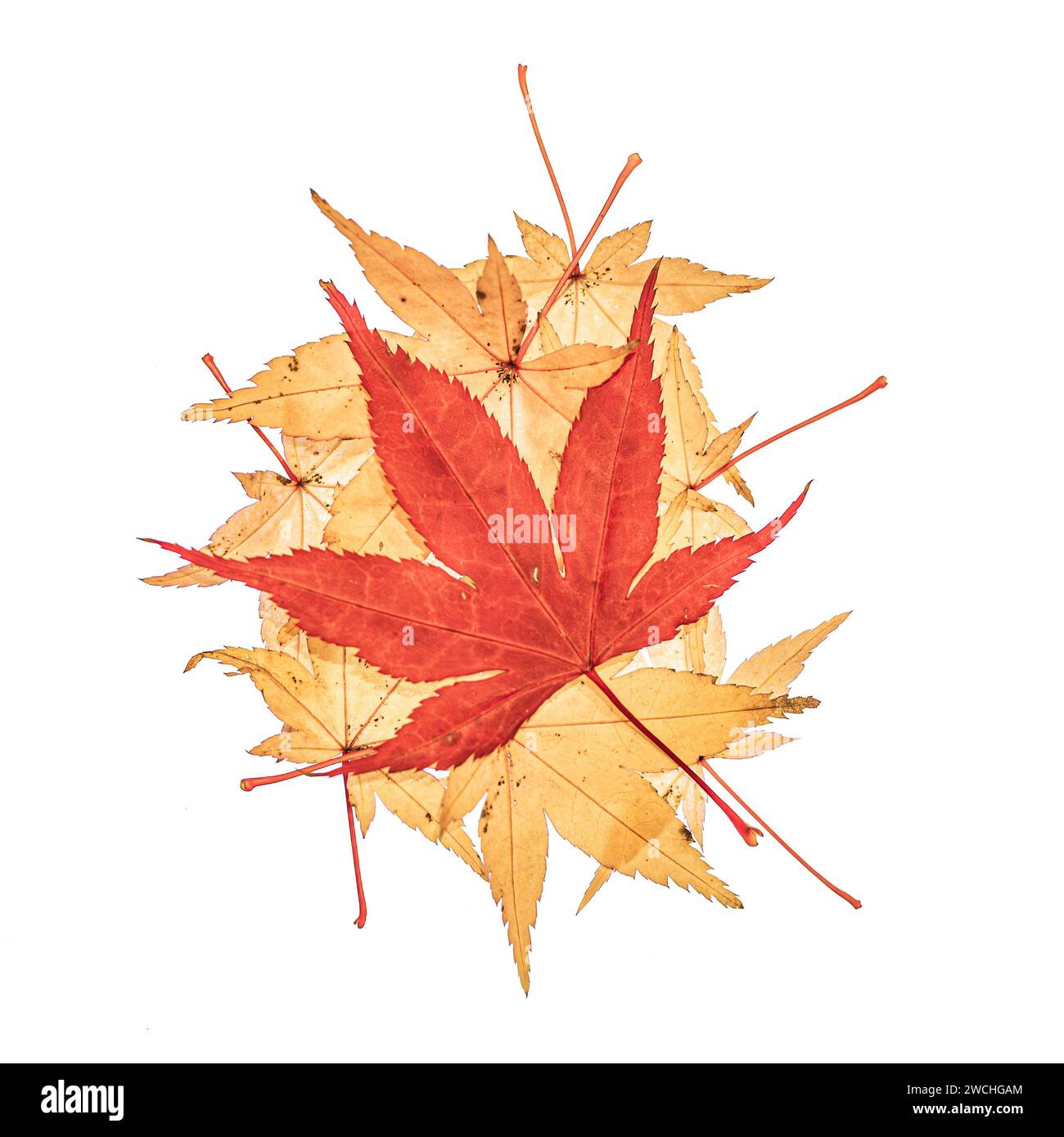 Multiple yellow, maple leafs, and a single red Maple leaf, isolated ...