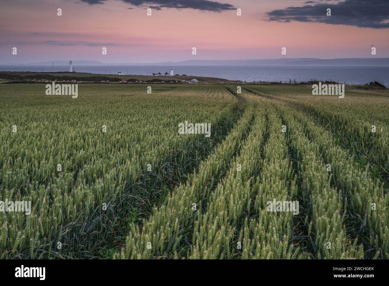 wheat field at sunset, looking towards a lighthouse on the Wales ...