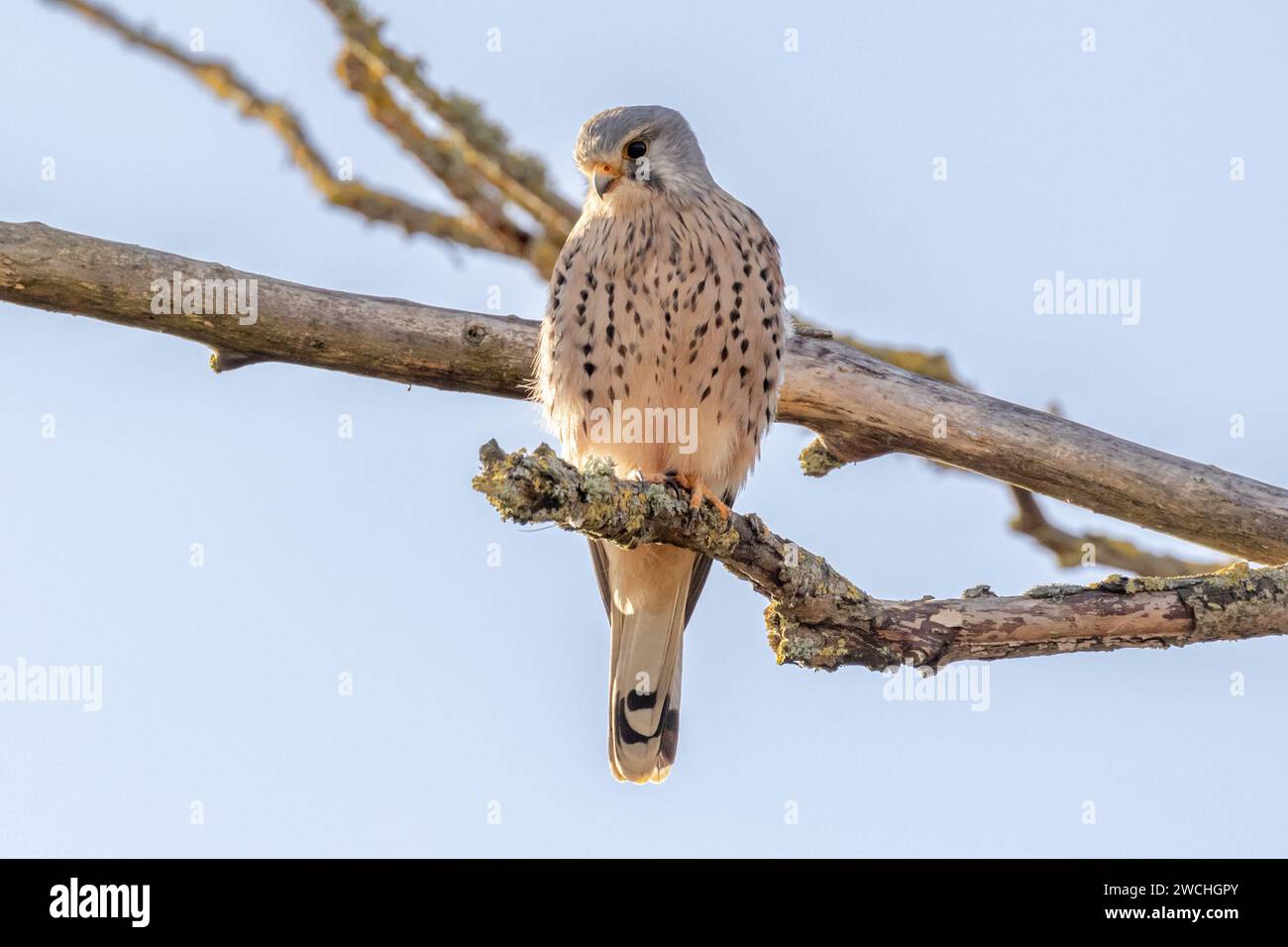 A Kestrel, Falco tinnunculus, looks out from the branches of a tree in ...