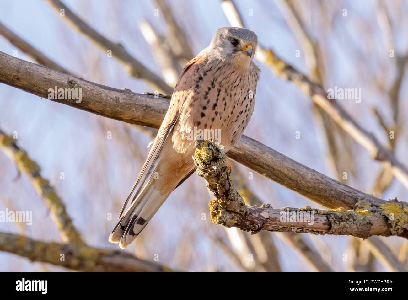 A Kestrel, Falco tinnunculus, looks out from the branches of a tree in ...